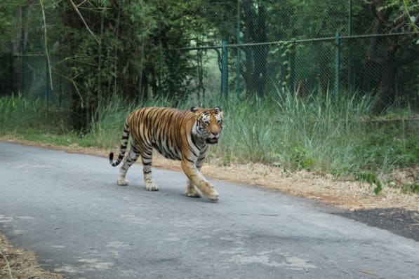 Bannerghatta Biological Park | Bangalore - What to Expect | Timings ...