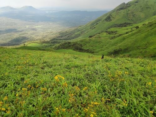 Jungle Safari in Bhadra Wildlife Sanctuary | Chikmagalur - What to ...