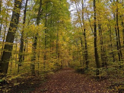 Frankfurt City Forest | Frankfurt - What to Expect | Timings | Tips ...