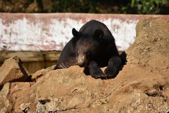 Assam State Zoo cum Botanical Garden | Guwahati - What to Expect ...