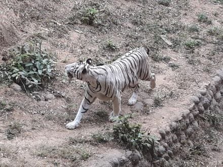 Gwalior Zoo | Gwalior - What to Expect | Timings | Tips - Trip Ideas by ...
