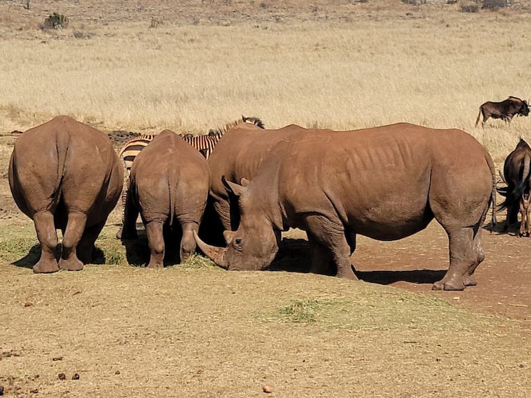 Bothongo Rhino & Lion Nature Reserve | Johannesburg - What to Expect ...