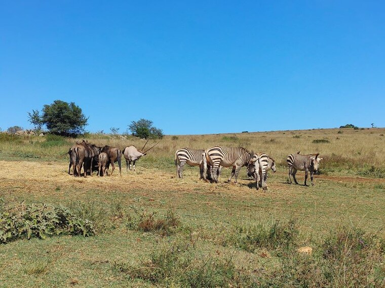 Bothongo Rhino & Lion Nature Reserve | Johannesburg - What to Expect ...