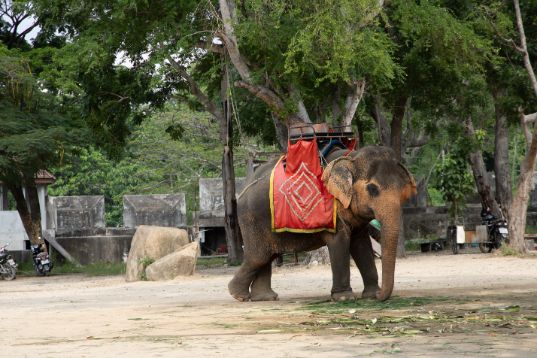 Elephant Village | Pattaya - What to Expect | Timings | Tips - Trip ...