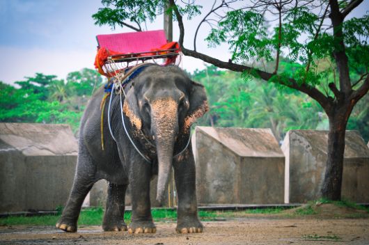Elephant Village | Pattaya - What to Expect | Timings | Tips - Trip ...