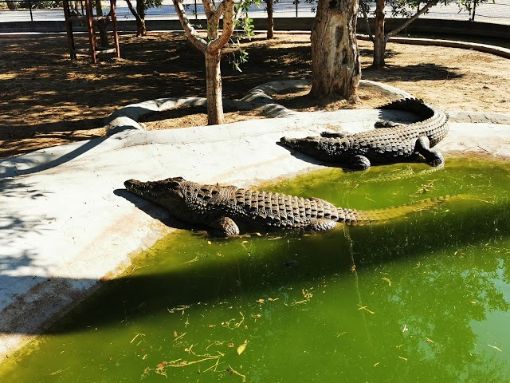 RAK Zoo | Ras Al Khaimah - What to Expect | Timings | Tips - Trip Ideas ...