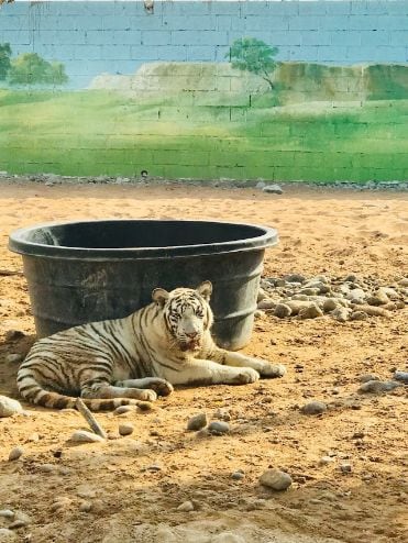 RAK Zoo | Ras Al Khaimah - What to Expect | Timings | Tips - Trip Ideas ...