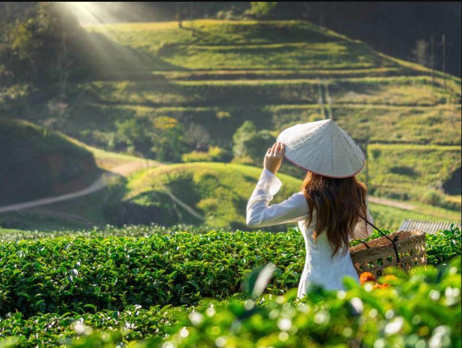 Shola Crown Resort - Munnar 𝗕𝗢𝗢𝗞 Munnar Resort
