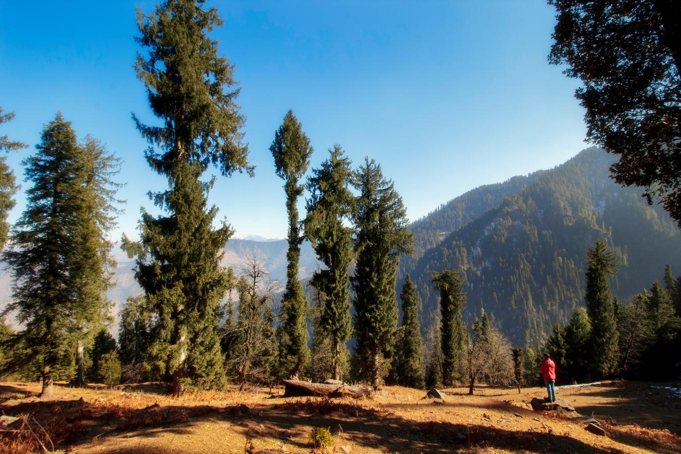 Taj Theog Resort & Spa, Shimla 𝗕𝗢𝗢𝗞 Theog Resort