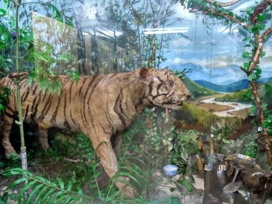 Mizoram State Museum, Aizawl - Ticket Price, Timings, Photos