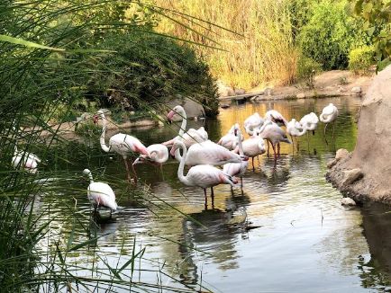 Al Ain Zoo | Al Ain - What to Expect | Timings | Tips - Trip Ideas by ...