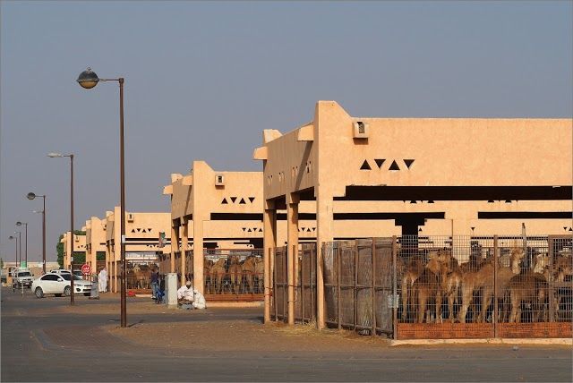 Camel Market | Al Ain - What to Expect | Timings | Tips - Trip Ideas by ...
