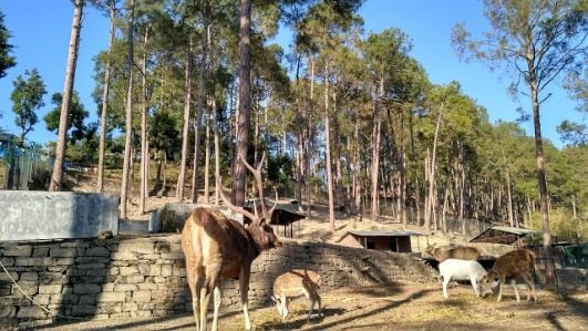 Deer Park | Almora - What to Expect | Timings | Tips - Trip Ideas by ...