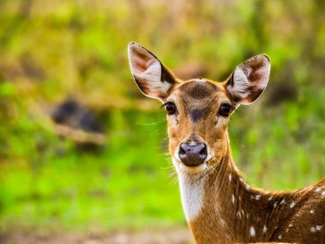 Best Places to Visit in Alwar | Popular Things to Do, Tourist Places ...