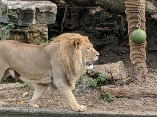 ARTIS Royal Zoo | Amsterdam - What to Expect | Timings | Tips - Trip ...