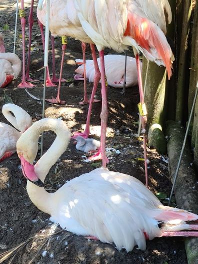 Auckland Zoo | Auckland - What to Expect | Timings | Tips - Trip Ideas ...