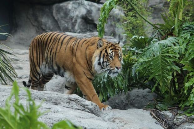 Auckland Zoo | Auckland - What to Expect | Timings | Tips - Trip Ideas ...