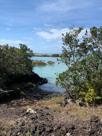 Rangitoto Island Volcanic Explorer Tour | Auckland - What to Expect ...