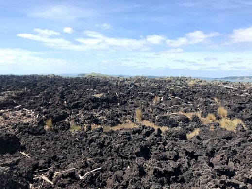 Rangitoto Island Volcanic Explorer Tour | Auckland - What to Expect ...