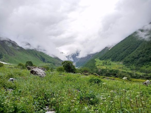 Flowers National Park, Badrinath - Safari Timing, Ticket Fee & Photos