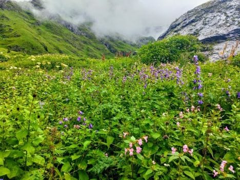 Flowers National Park, Badrinath - Safari Timing, Ticket Fee & Photos