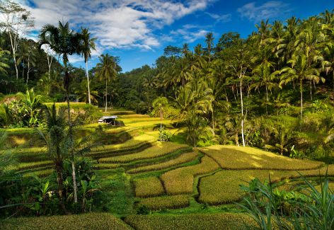 Visit Tegallalang Rice Terraces | Bali - What to Expect | Timings ...
