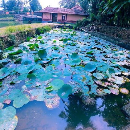Ananthapura Lake Temple, Bekal - Timing, History & Photos