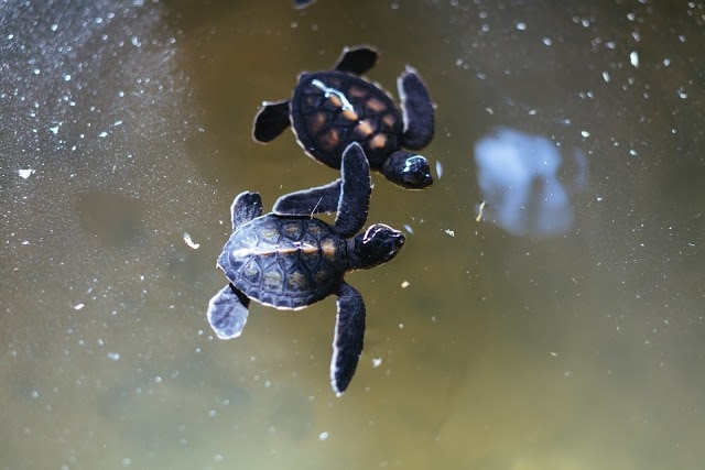 Kosgoda Sea Turtle Conservation Project Bentota | Bentota - What to ...