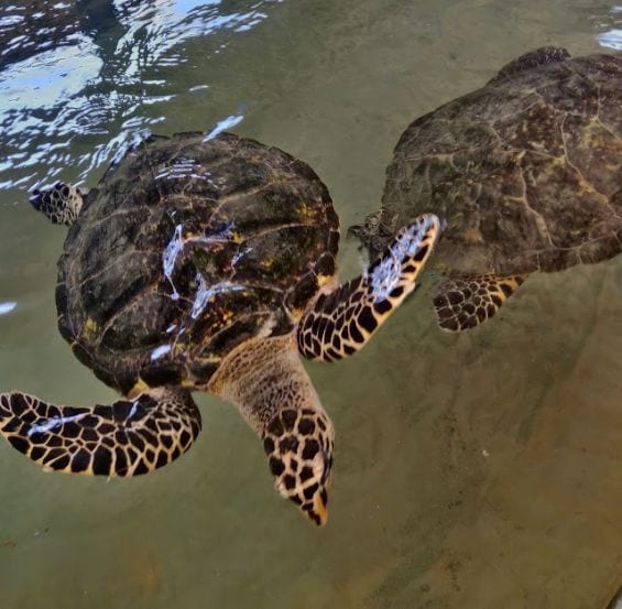 Kosgoda Sea Turtle Conservation Project | Bentota - What to Expect ...
