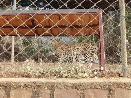 Van Vihar National Park, Bhopal - Safari Timing, Ticket Fee & Photos