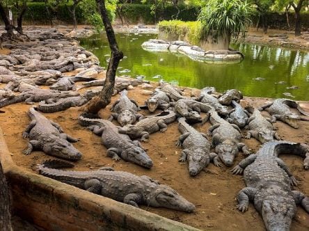 Guindy National Park, Chennai - Safari Timing, Ticket Fee & Photos