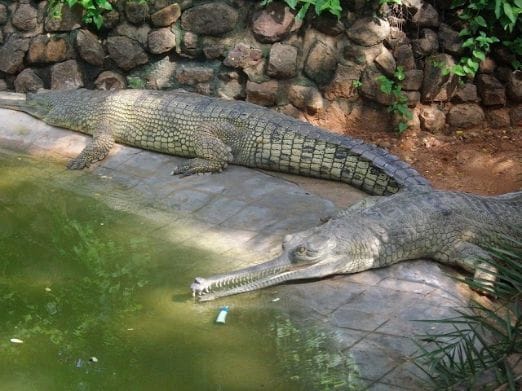 Guindy National Park, Chennai - Safari Timing, Ticket Fee & Photos