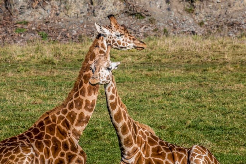 Orana Wildlife Park | Christchurch - What to Expect | Timings | Tips ...