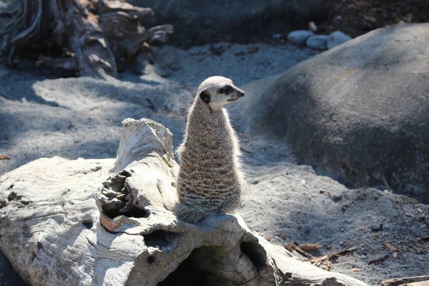 Orana Wildlife Park | Christchurch - What to Expect | Timings | Tips ...