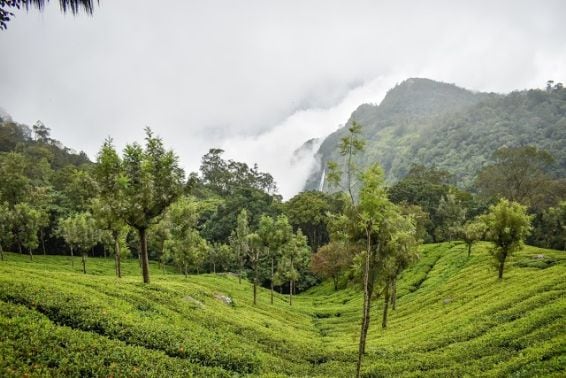 Dolphins Nose | Coonoor - What to Expect | Timings | Tips - Trip Ideas ...