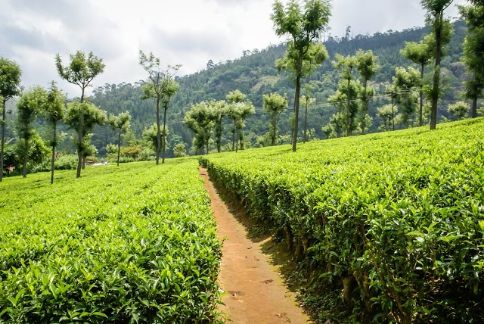 Tea Tasting at High Field Tea Factory | Coonoor - What to Expect ...