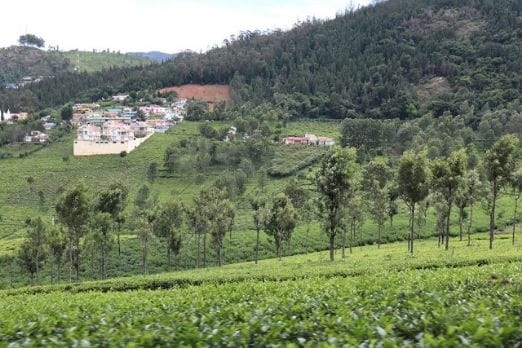 Tea Tasting at High Field Tea Factory | Coonoor - What to Expect ...