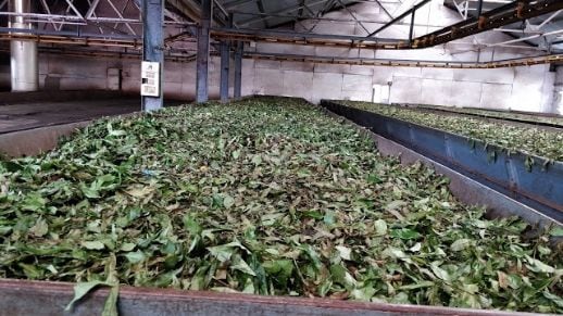 Tea Tasting at High Field Tea Factory | Coonoor - What to Expect ...