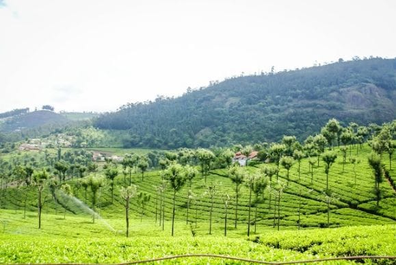 Tea Tasting at High Field Tea Factory | Coonoor - What to Expect ...