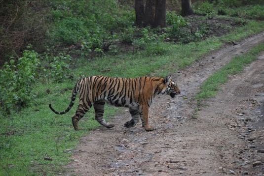 Nagarhole National Park, Coorg - Safari Timing, Ticket Fee & Photos