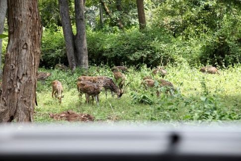 Nagarhole National Park, Coorg - Safari Timing, Ticket Fee & Photos
