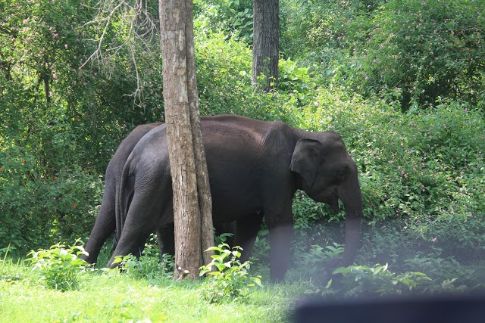 Nagarhole National Park, Coorg - Safari Timing, Ticket Fee & Photos