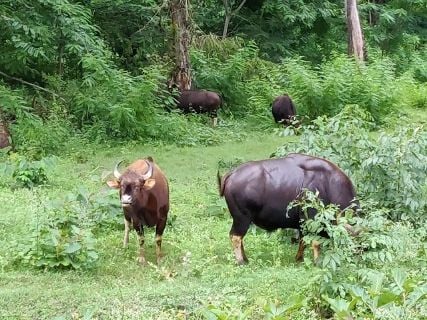 Nagarhole National Park, Coorg - Safari Timing, Ticket Fee & Photos