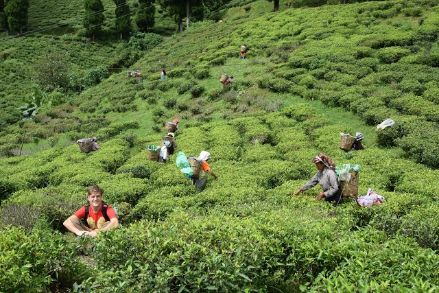 Happy Valley Tea Estate | Darjeeling - What to Expect | Timings | Tips ...