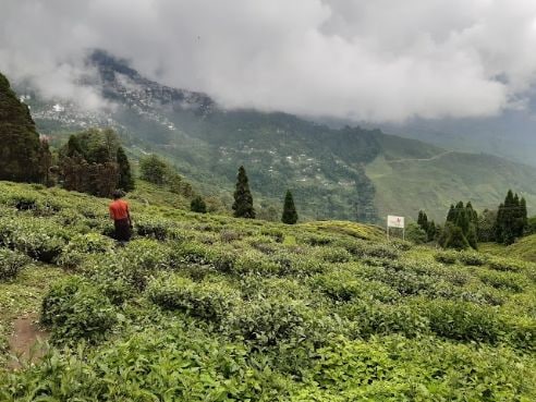 Happy Valley Tea Estate | Darjeeling - What to Expect | Timings | Tips ...