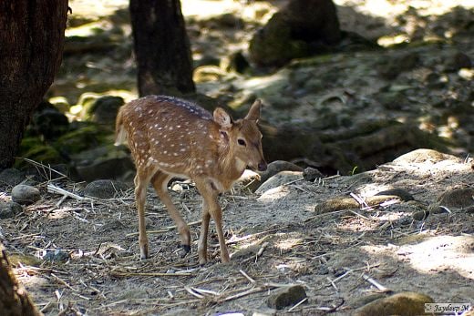 Malsi Deer Park | Dehradun - What to Expect | Timings | Tips - Trip ...