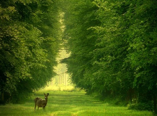 Malsi Deer Park | Dehradun - What to Expect | Timings | Tips - Trip ...