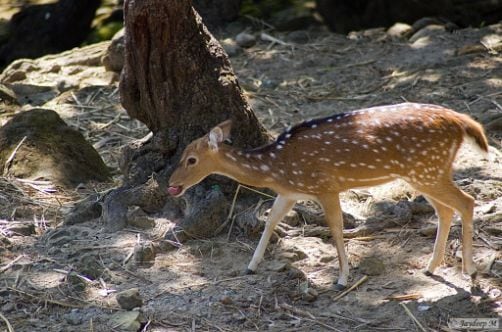 Malsi Deer Park | Dehradun - What to Expect | Timings | Tips - Trip ...