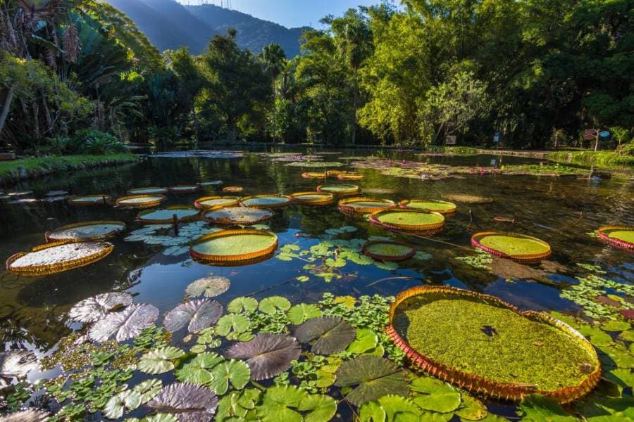Botanical Garden of Rio de Janeiro | Rio De Janerio - What to Expect ...