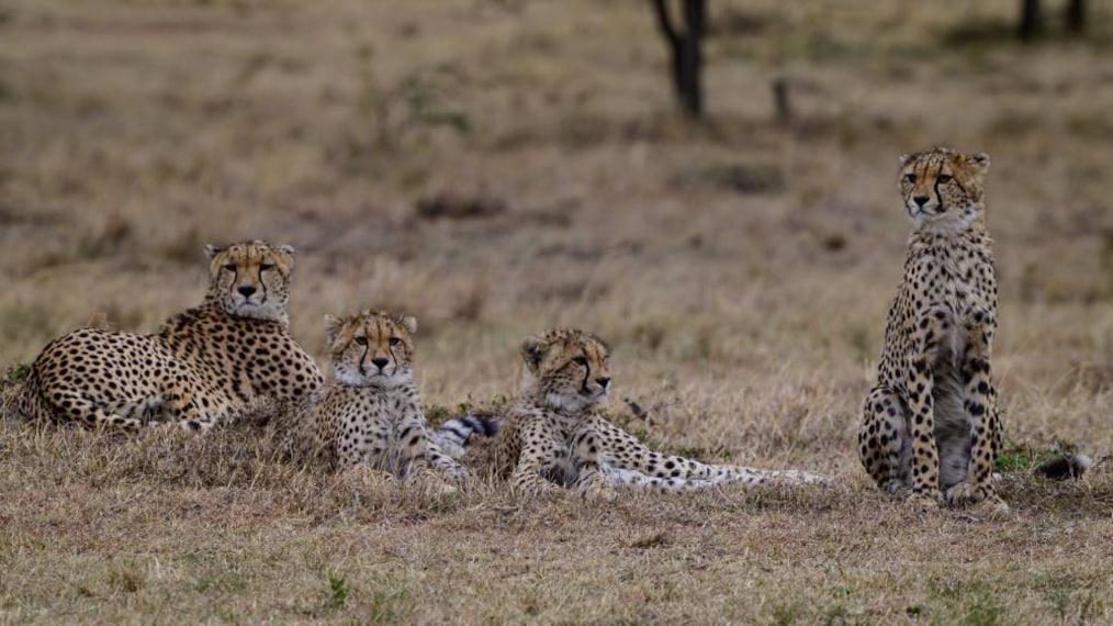 Olare Orok Conservancy | Maasai Mara - What to Expect | Timings | Tips ...